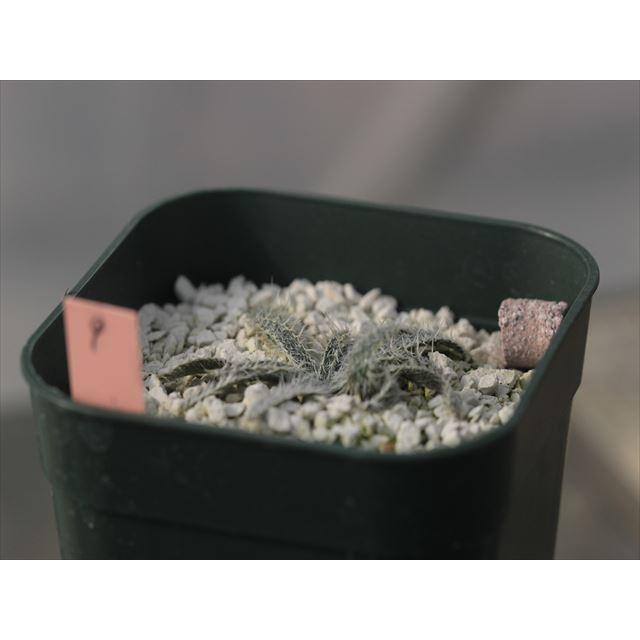 Gethyllis sp. nova aff. setosa/ゲチリス未同定種セトーサ近似種9 : 大木ナーサリー - 通販 - Yahoo ...