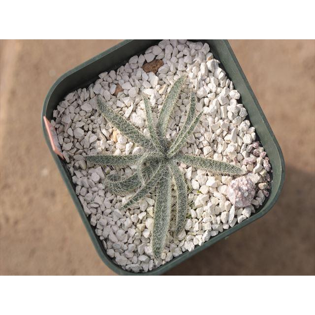 Gethyllis sp. nova aff. setosa/ゲチリス未同定種セトーサ近似種1 : 大木ナーサリー - 通販 - Yahoo ...
