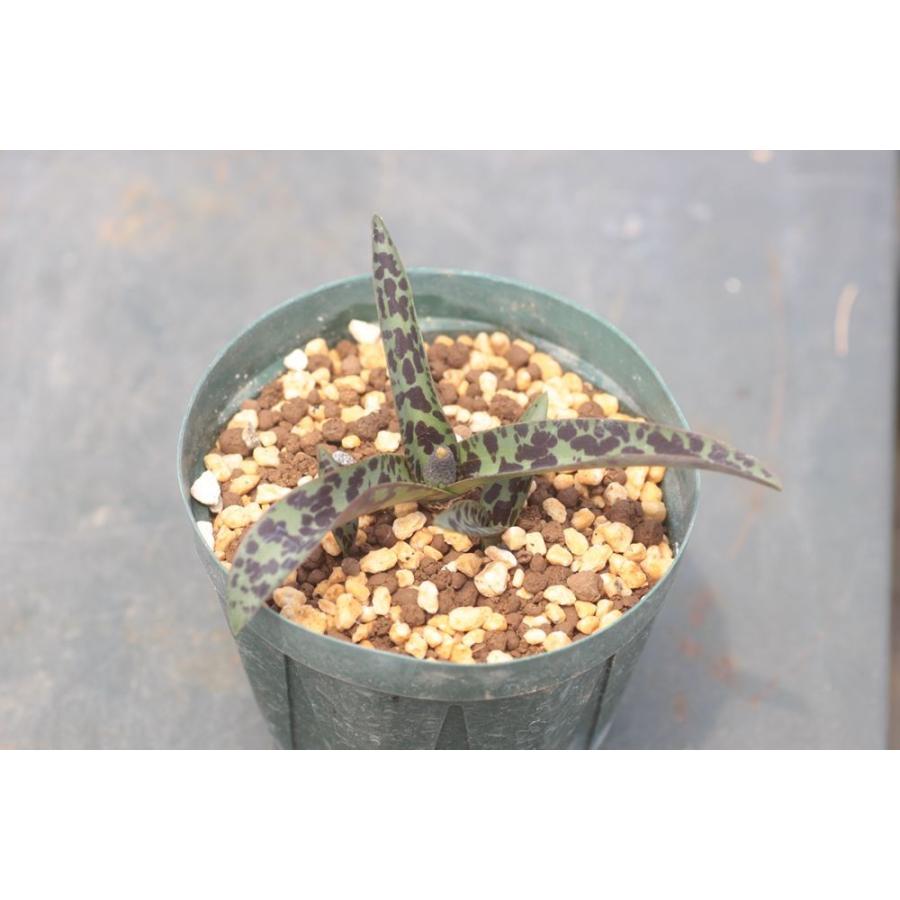Ledebouria sp. 'Gary Hammer'/レデボウリア不明種’ゲイリー・ハマー’ : 大木ナーサリー - 通販 - Yahoo ...