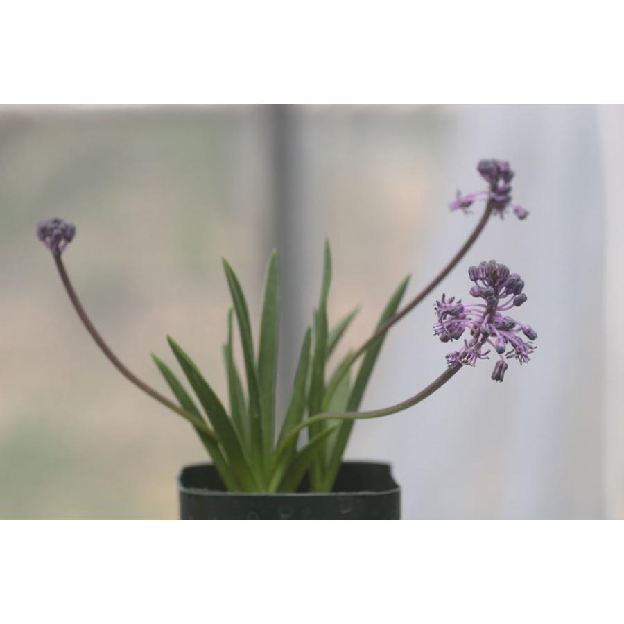 Ledebouria sp. White Rivver/レデボウリア不明種ホワイトリバー産 : 大木ナーサリー - 通販 - Yahoo!ショッピング
