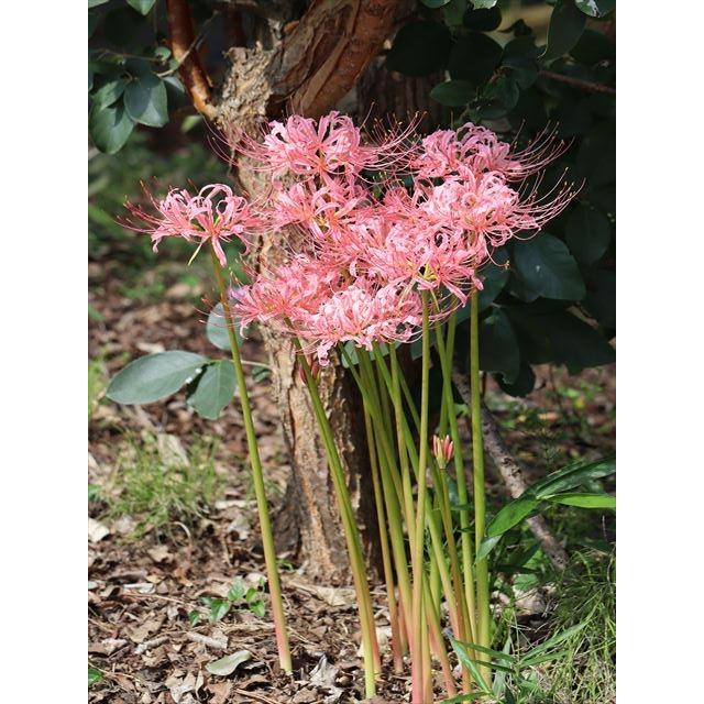 桃花ヒガンバナ/Lycoris radiata pink fl. : 大木ナーサリー - 通販 - Yahoo!ショッピング