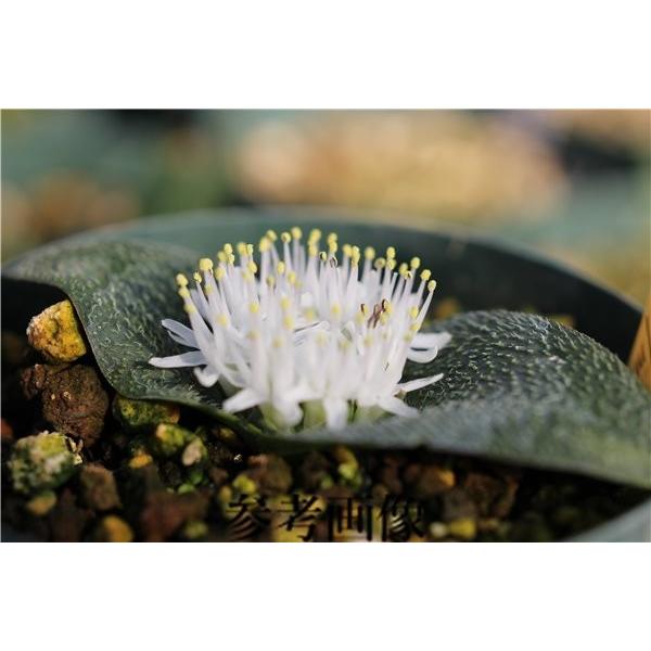 Massonia pygmaea/マッソニア・ピグマエア : 大木ナーサリー - 通販 - Yahoo!ショッピング