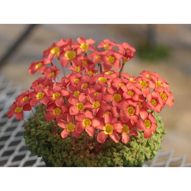 Oxalis inaequalis/オキザリス・イナエクアリス :Oxalisinaequalis:大木ナーサリー - 通販 - Yahoo ...