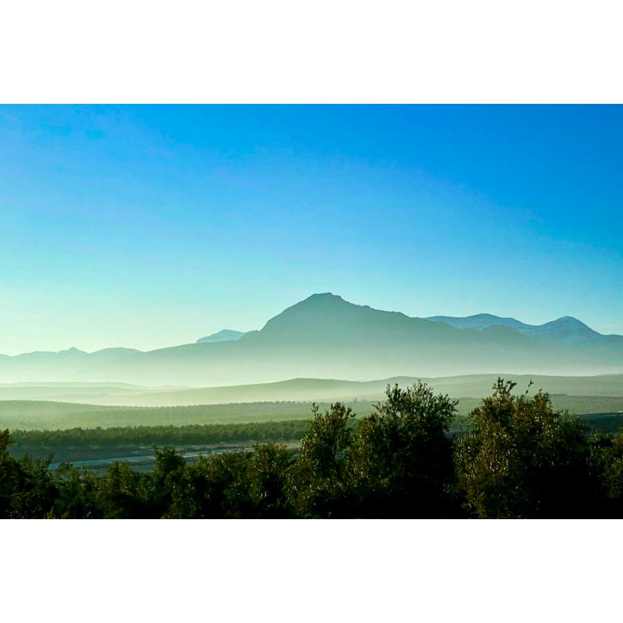 日清オイリオ 食用油 オイル オリーブオイル EXVオリーブオイル オリーブクエスト ディスカバリー27 スペイン 200g×2 数量限定 : 日清オイリオ通信販売ヤフー店 - 通販 ...