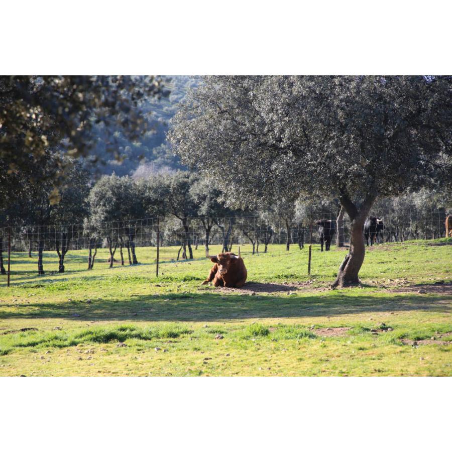 日清オイリオ 食用油 オイル オリーブオイル EXVオリーブオイル オリーブクエスト ディスカバリー27 スペイン 200g×2 数量限定 : 日清オイリオ通信販売ヤフー店 - 通販 ...