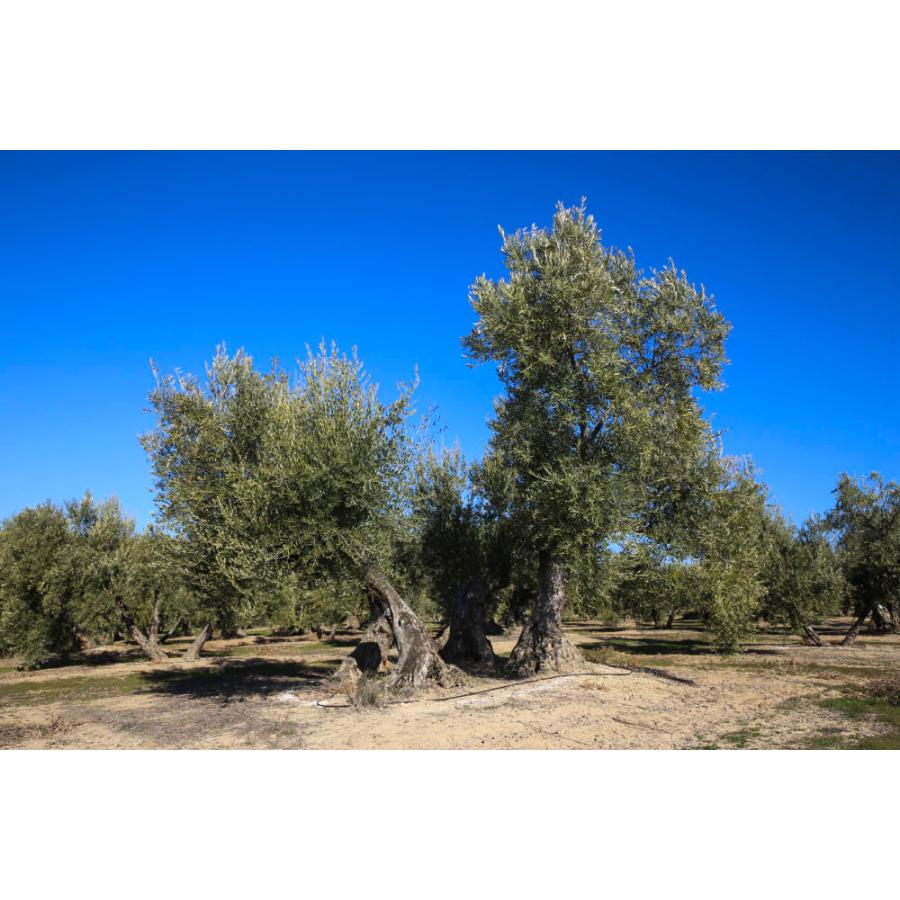 日清オイリオ 食用油 オイル オリーブオイル EXVオリーブオイル オリーブクエスト ディスカバリー27 スペイン 200g×2 数量限定 : 日清オイリオ通信販売ヤフー店 - 通販 ...