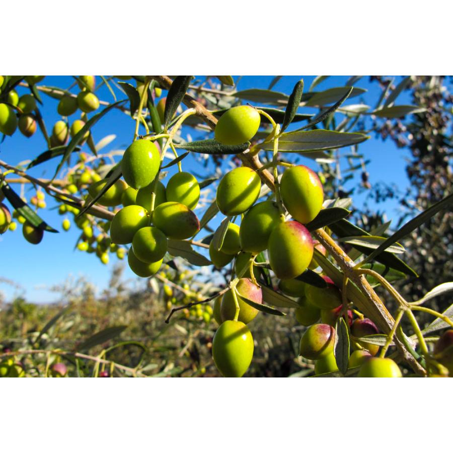 日清オイリオ 食用油 オイル オリーブオイル EXVオリーブオイル オリーブクエスト ディスカバリー28 チリ 200g×2本 送料無料 : 日清オイリオ通信販売ヤフー店 - 通販 ...