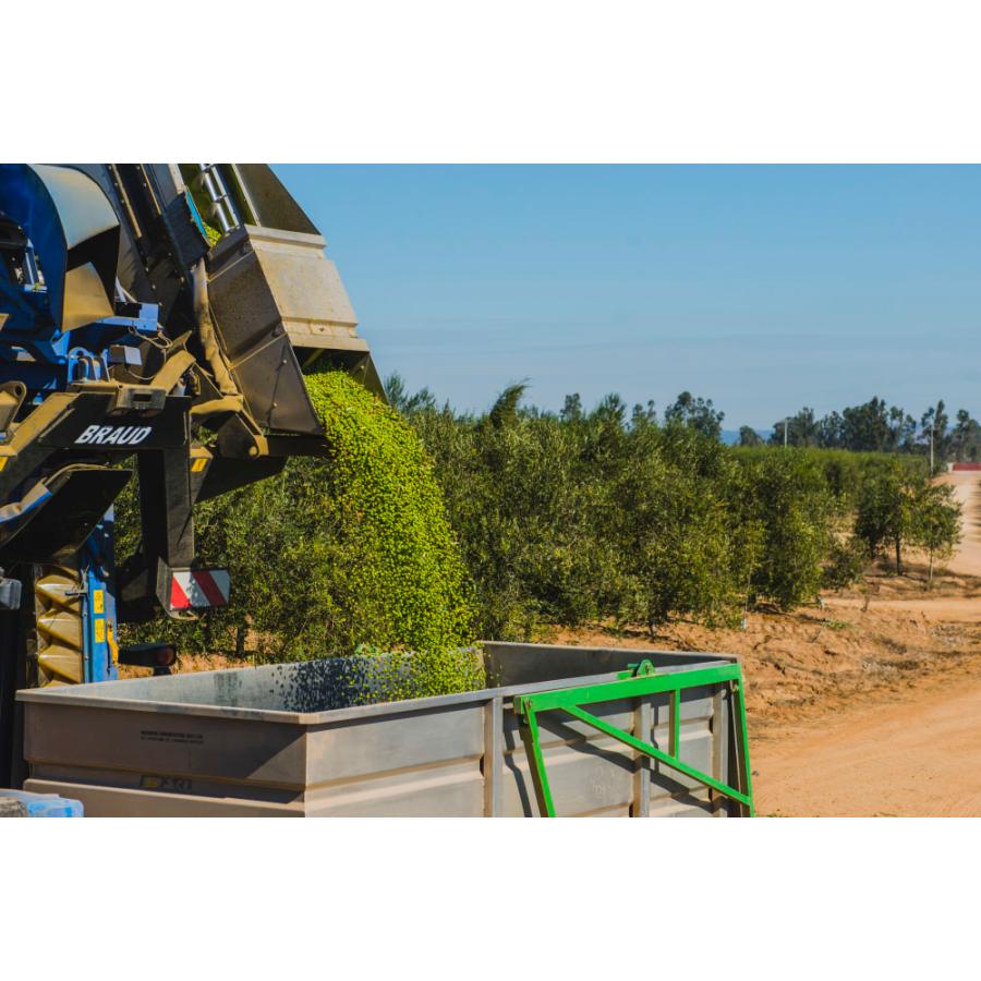 日清オイリオ 食用油 オイル オリーブオイル EXVオリーブオイル オリーブクエスト ディスカバリー28 チリ 200g×2本 送料無料 : 日清オイリオ通信販売ヤフー店 - 通販 ...