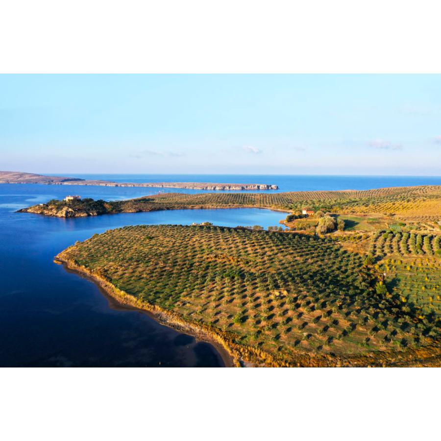 日清オイリオ 【10%OFF】食用油 オイル EXVオリーブオイル オリーブクエスト ディスカバリー29&ルイーザ 有機エキストラバージンオリーブオイル : 日清オイリオ通信販売ヤフー店 ...