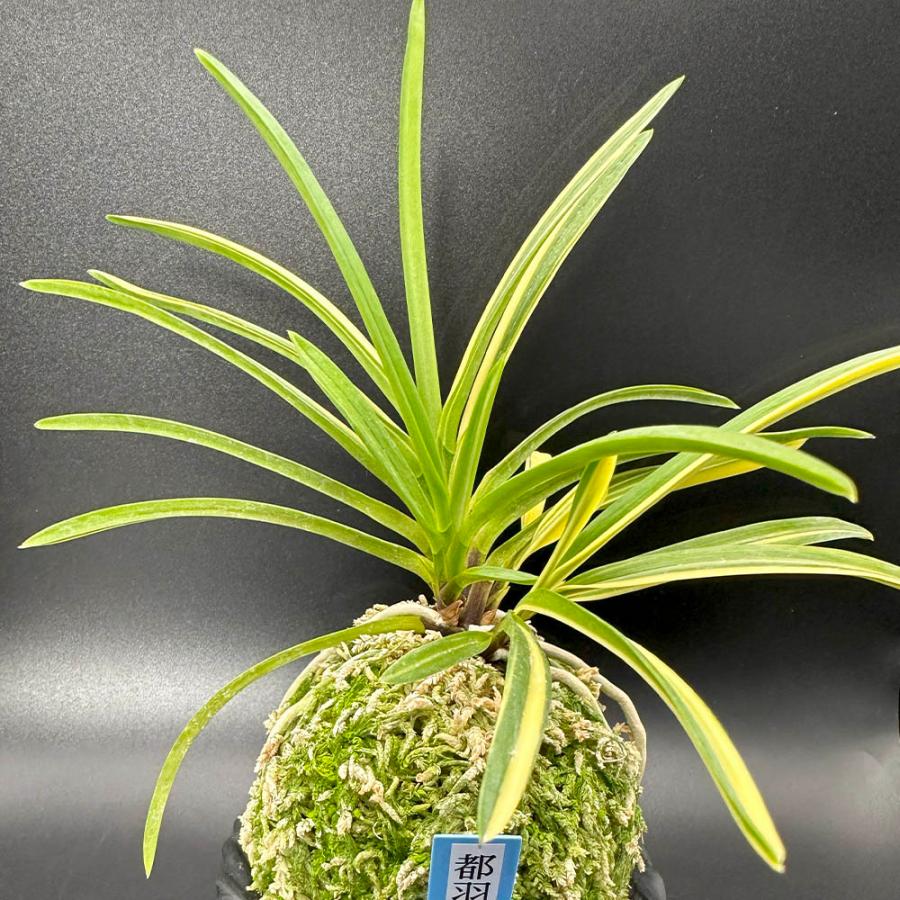 富貴蘭 都羽二重 みやこはぶたえ fu-1858-a フウキラン フウラン : OKABE GREEN JewelryPlant - 通販 - Yahoo!ショッピング