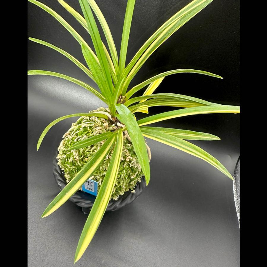 富貴蘭 都羽二重 みやこはぶたえ fu-1858-a フウキラン フウラン : OKABE GREEN JewelryPlant - 通販 - Yahoo!ショッピング