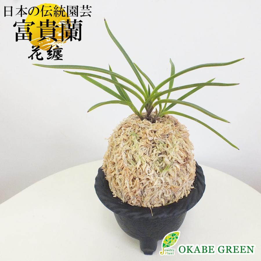 富貴蘭 風蘭 蘭 花 花纏 ハナマトイ 3本立 現品 T501 フウキラン フウラン 送料無料 : OKABE GREEN JewelryPlant - 通販 - Yahoo!ショッピング