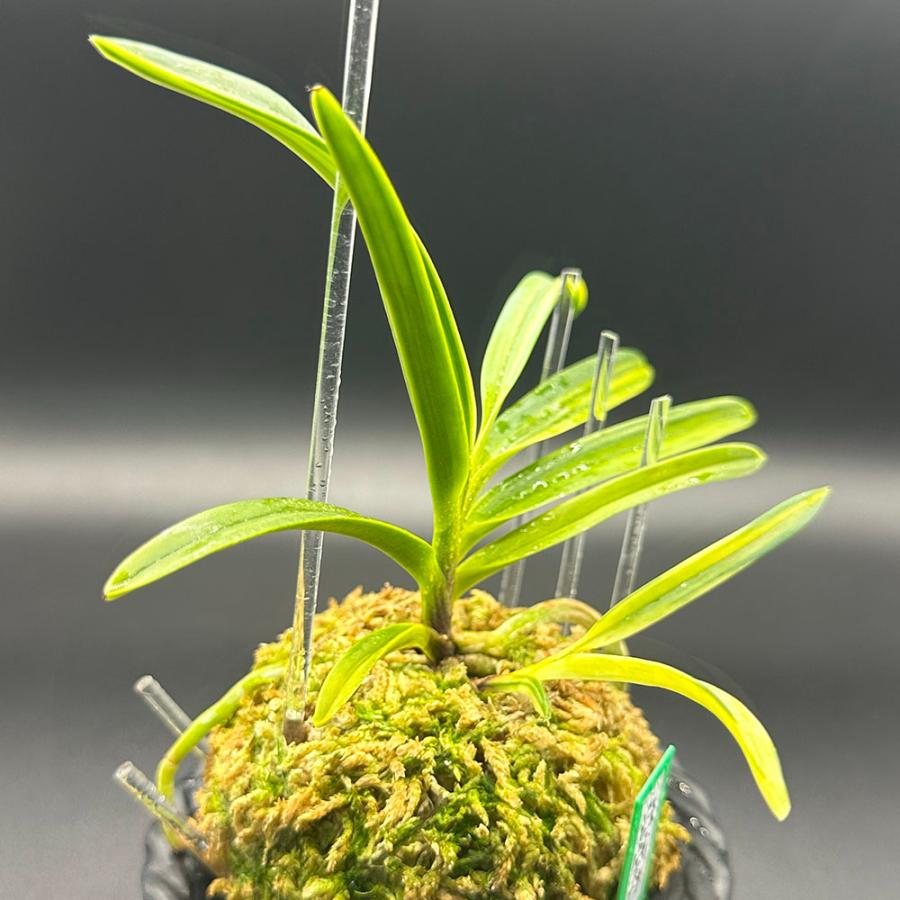 富貴蘭 風蘭 蘭 白牡丹 はくぼたん 2本立 現品 T619-A フウキラン フウラン 送料無料 : OKABE GREEN JewelryPlant - 通販 - Yahoo!ショッピング