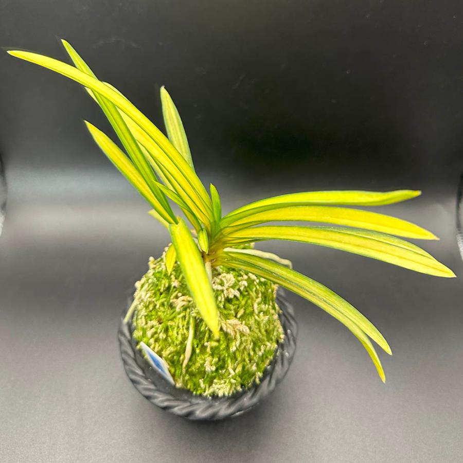 富貴蘭 曙 あけぼの fu-2303-7 フウキラン フウラン :fu-2303-7:OKABE GREEN JewelryPlant - 通販 - Yahoo!ショッピング