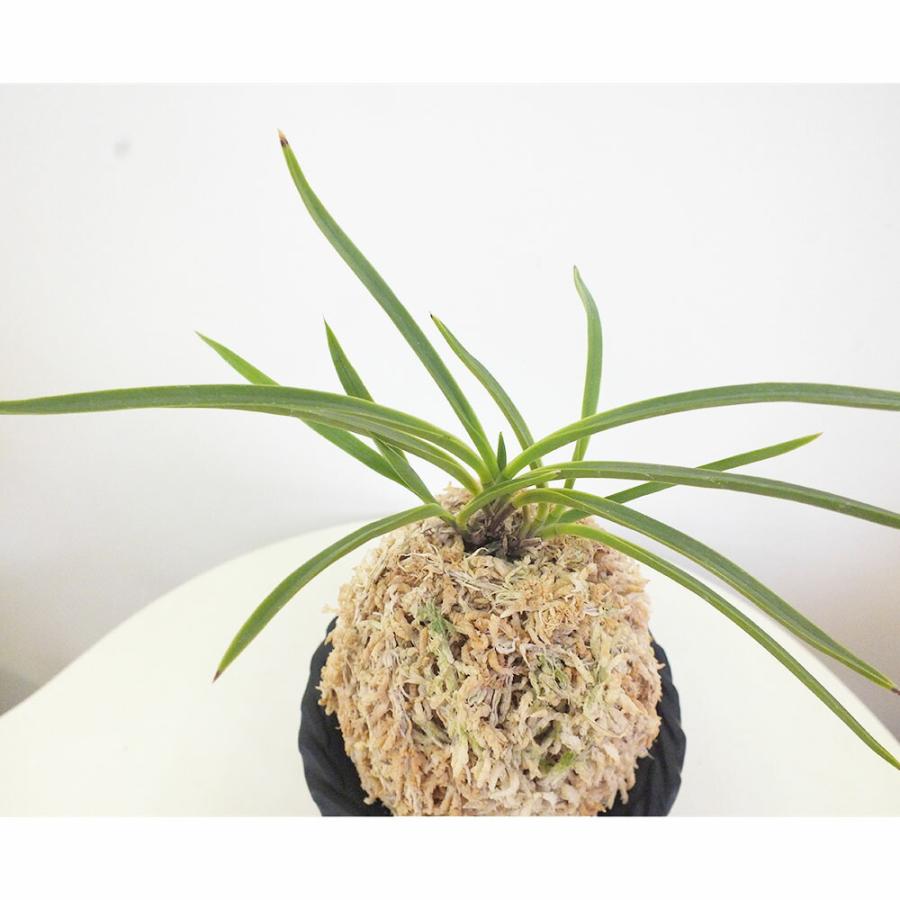 富貴蘭 風蘭 蘭 花 花纏 ハナマトイ 3本立 現品 T501 フウキラン フウラン 送料無料 : OKABE GREEN JewelryPlant - 通販 - Yahoo!ショッピング