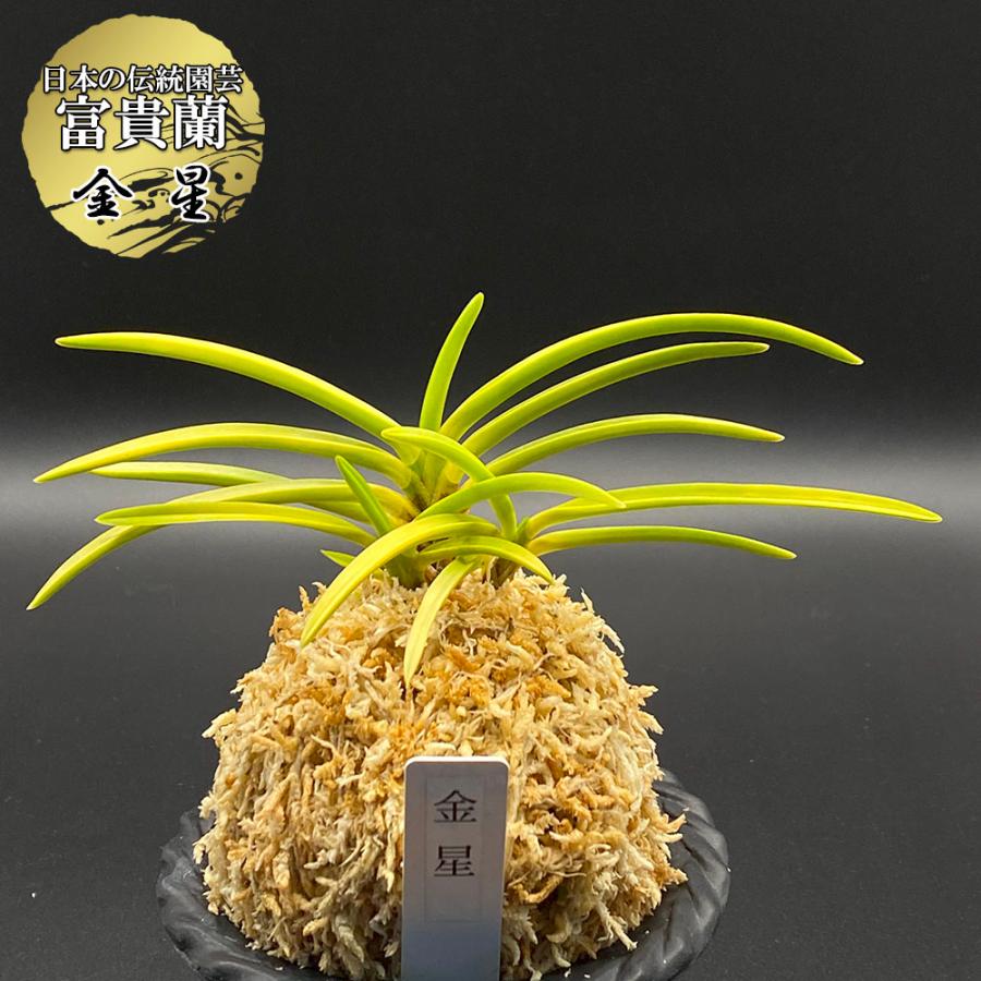 富貴蘭 風蘭 蘭金星 キンボシ 3本立 現品 2486-3 フウキラン フウラン 送料無料 : OKABE GREEN JewelryPlant - 通販 - Yahoo!ショッピング