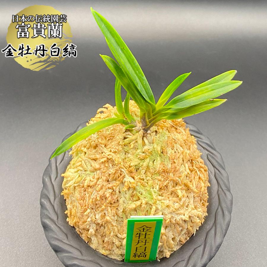 富貴蘭 風蘭 蘭 金牡丹白縞 きんぼたんしろしま 2本立 T708 現品 フウキラン フウラン 送料無料 : OKABE GREEN JewelryPlant - 通販 - Yahoo!ショッピング