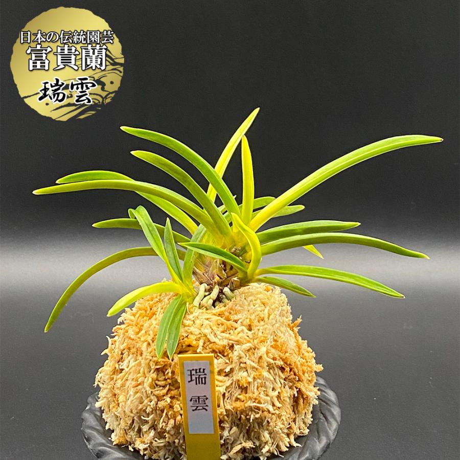 富貴蘭 風蘭 蘭 瑞雲 ズイウン 4本立 現品 2612 フウキラン フウラン 送料無料 : OKABE GREEN JewelryPlant - 通販 - Yahoo!ショッピング