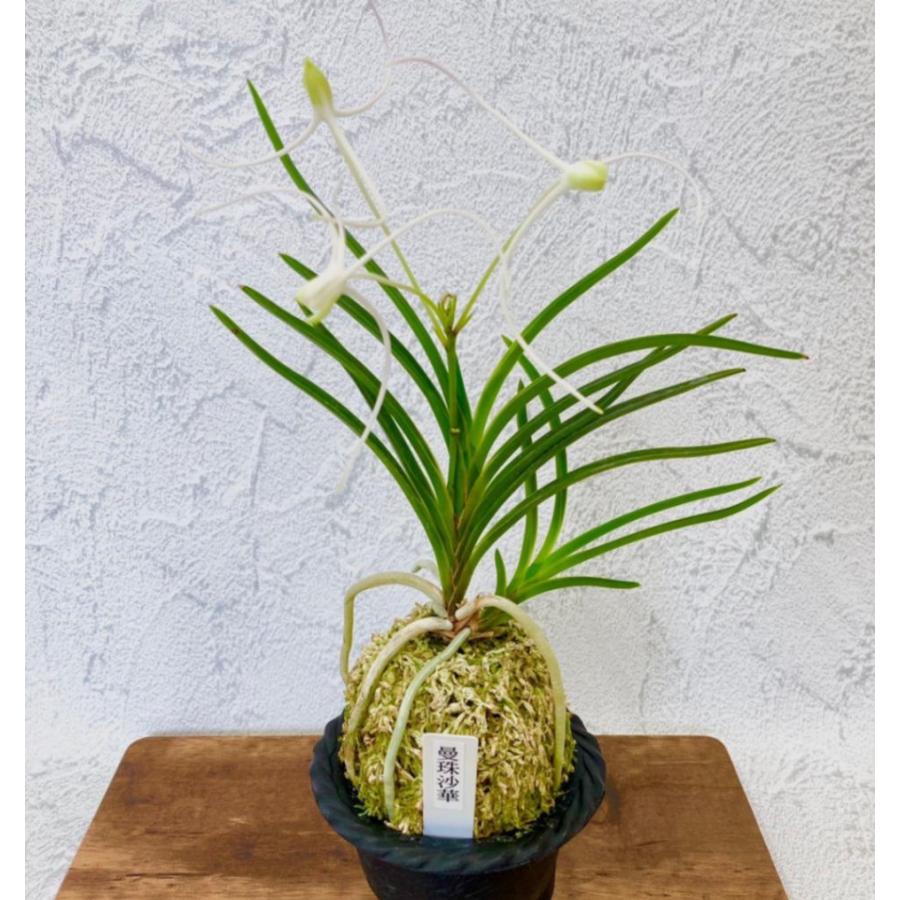 富貴蘭 風蘭 蘭 曼珠沙華 【現品】 3本立 S1 T139 フウキラン フウラン 送料無料 : OKABE GREEN JewelryPlant - 通販 - Yahoo!ショッピング