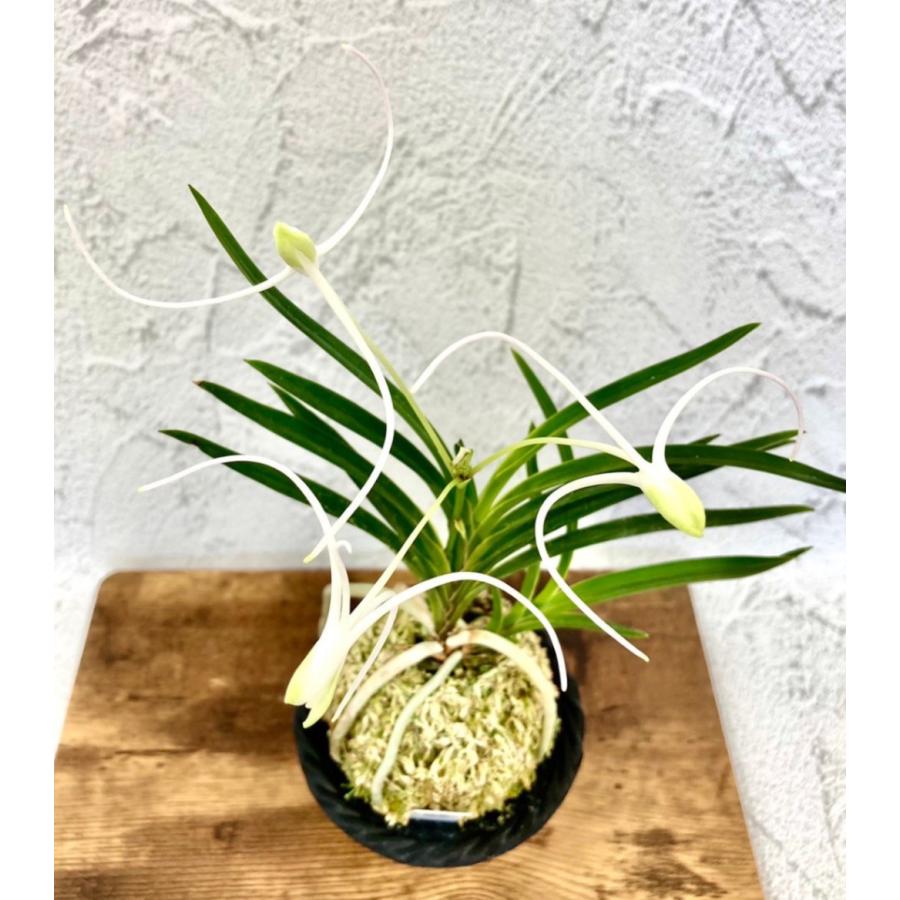 富貴蘭 風蘭 蘭 曼珠沙華 【現品】 3本立 S1 T139 フウキラン フウラン 送料無料 : OKABE GREEN JewelryPlant - 通販 - Yahoo!ショッピング