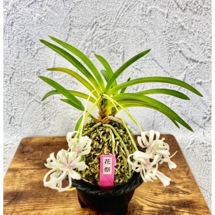 富貴蘭 花祭 S2 フウキラン フウラン : OKABE GREEN JewelryPlant - 通販 - Yahoo!ショッピング