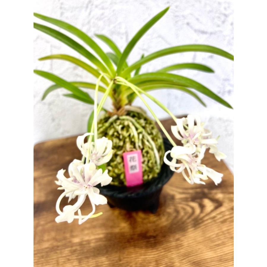 富貴蘭 花祭 S2 フウキラン フウラン : OKABE GREEN JewelryPlant - 通販 - Yahoo!ショッピング