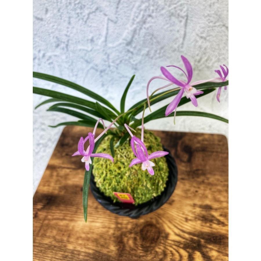 富貴蘭 紅陽 S3 フウキラン フウラン : OKABE GREEN JewelryPlant - 通販 - Yahoo!ショッピング