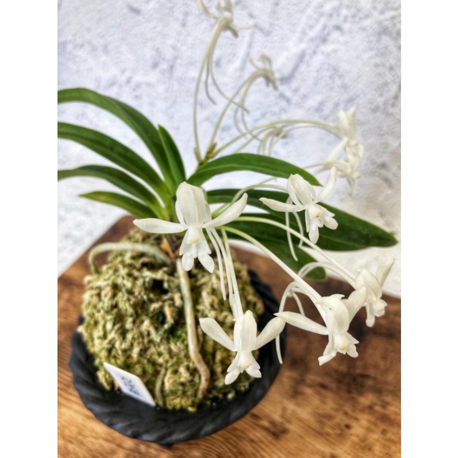 富貴蘭 双尾竜 S4 フウキラン フウラン : OKABE GREEN JewelryPlant - 通販 - Yahoo!ショッピング