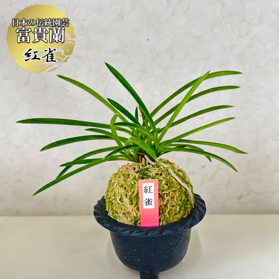 富貴蘭 紅雀 現品 S5 フウキラン フウラン : OKABE GREEN JewelryPlant - 通販 - Yahoo!ショッピング