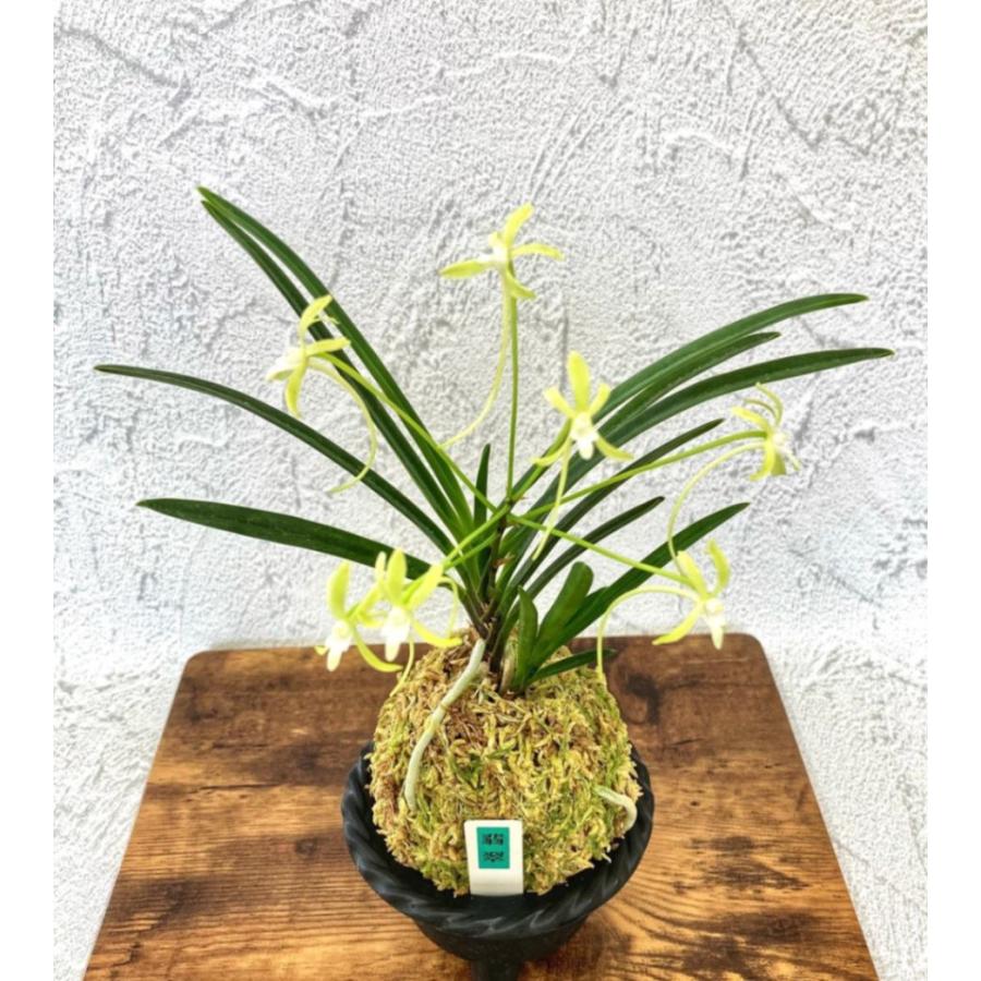 富貴蘭 翡翠 S7 フウキラン フウラン : OKABE GREEN JewelryPlant - 通販 - Yahoo!ショッピング