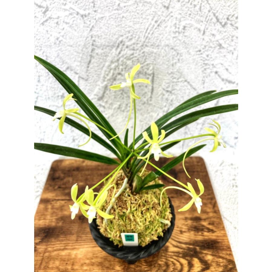 富貴蘭 翡翠 S7 フウキラン フウラン : OKABE GREEN JewelryPlant - 通販 - Yahoo!ショッピング