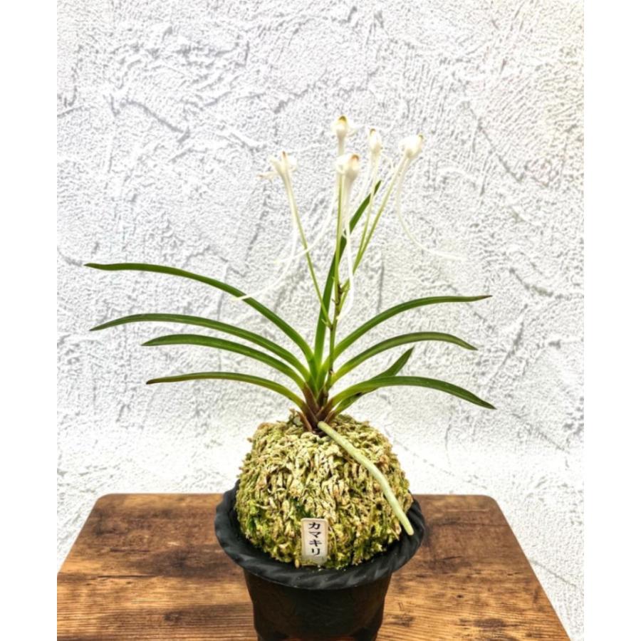 富貴蘭 蟷螂 S8 フウキラン フウラン : fu-37 : OKABE GREEN JewelryPlant - 通販 - Yahoo!ショッピング