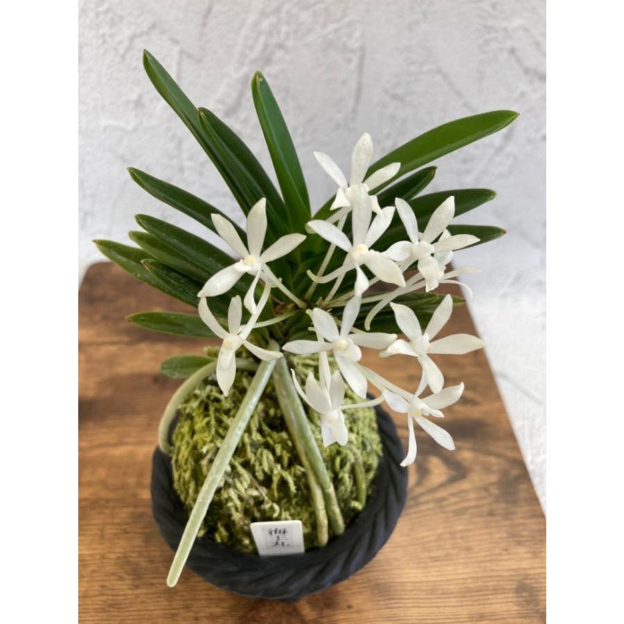 富貴蘭 海王丸 S11 フウキラン フウラン : OKABE GREEN JewelryPlant - 通販 - Yahoo!ショッピング