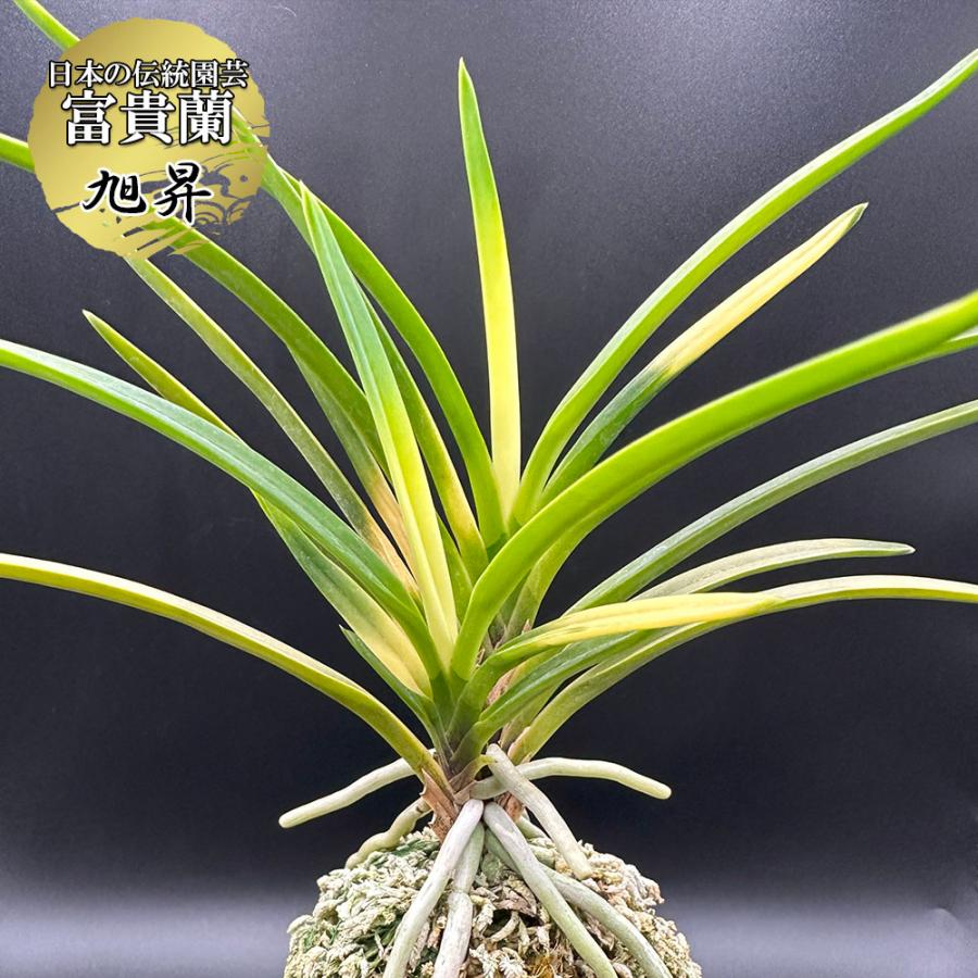 富貴蘭 旭昇 2本立 S12 8021 フウキラン フウラン : OKABE GREEN JewelryPlant - 通販 - Yahoo!ショッピング