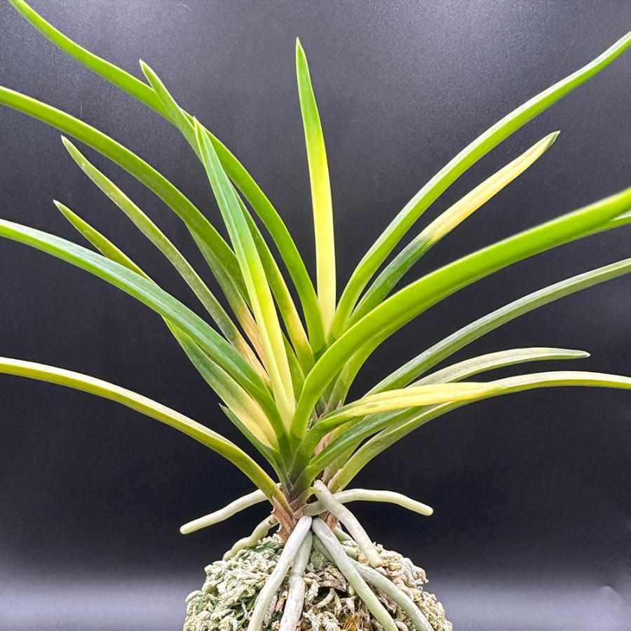 富貴蘭 旭昇 2本立 S12 8021 フウキラン フウラン : OKABE GREEN JewelryPlant - 通販 - Yahoo!ショッピング