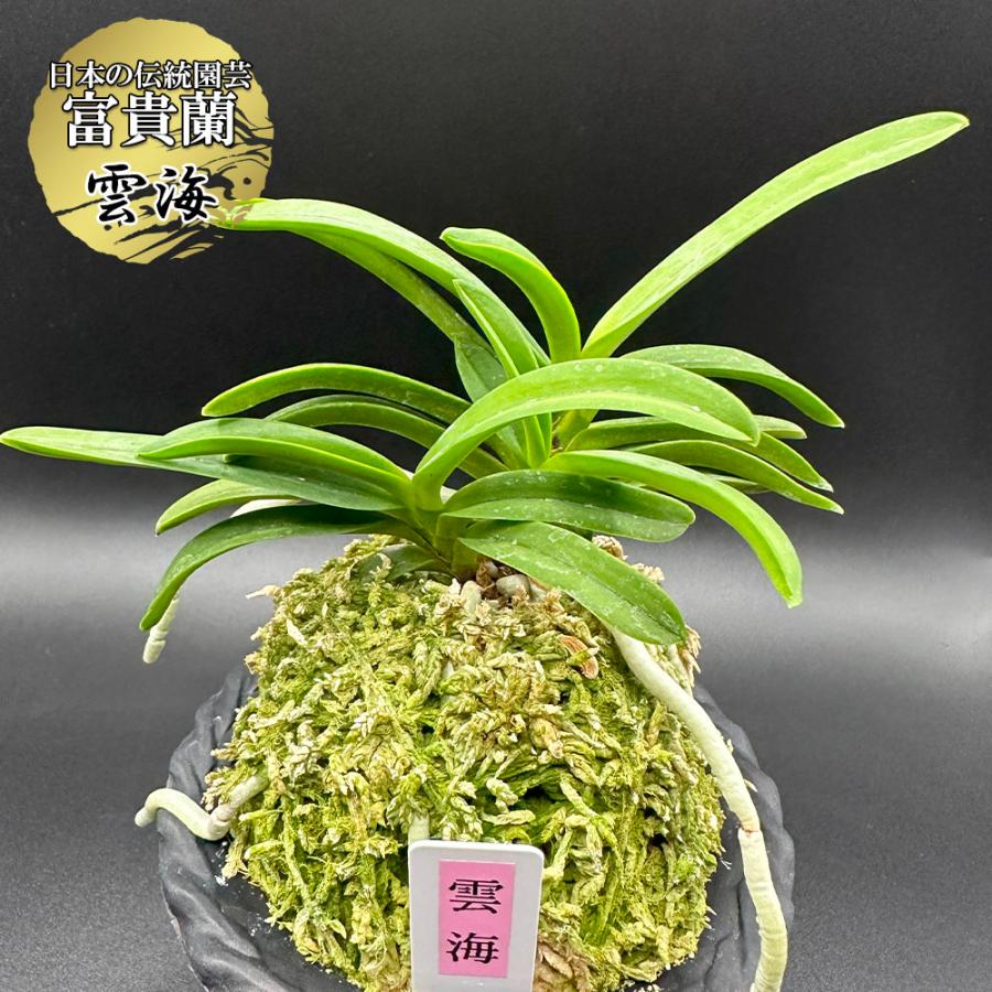 富貴蘭 雲海 3本立 S13 フウキラン フウラン : OKABE GREEN JewelryPlant - 通販 - Yahoo!ショッピング