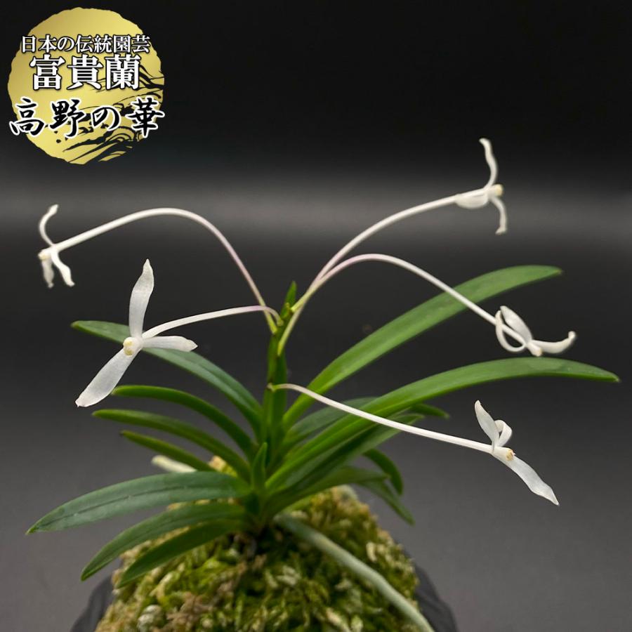 富貴蘭 高野の華 2本立 現品 こうやのはな T6B-A フウキラン フウラン 送料無料 : OKABE GREEN JewelryPlant - 通販 - Yahoo!ショッピング