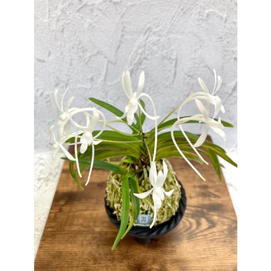 富貴蘭 奄美羆 S15 フウキラン フウラン :fu-44:OKABE GREEN JewelryPlant - 通販 - Yahoo!ショッピング