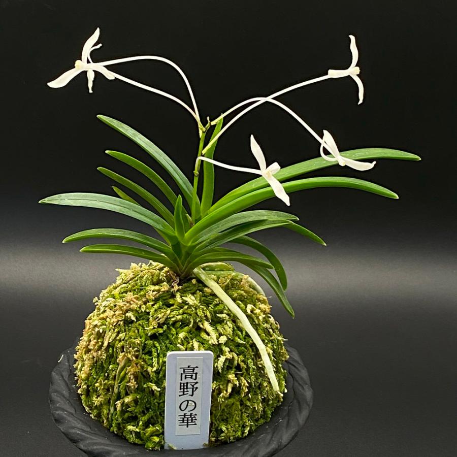 富貴蘭 高野の華 2本立 現品 こうやのはな T6B-A フウキラン フウラン 送料無料 : OKABE GREEN JewelryPlant - 通販 - Yahoo!ショッピング