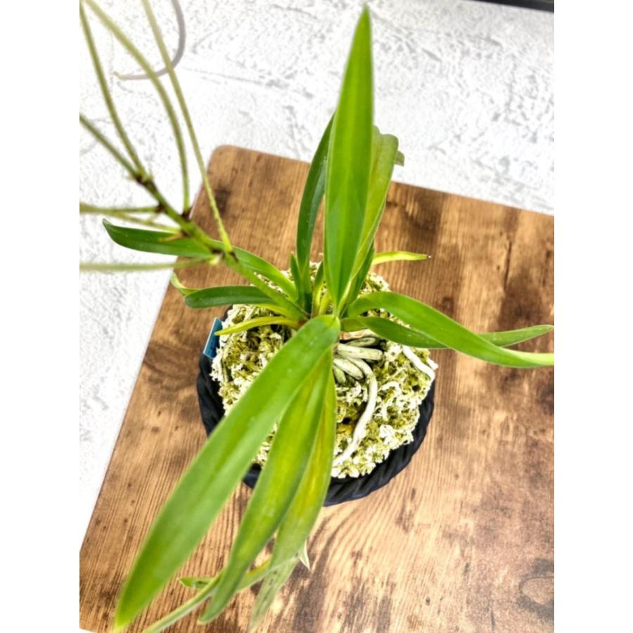 富貴蘭 奄美羆 S15 フウキラン フウラン :fu-44:OKABE GREEN JewelryPlant - 通販 - Yahoo!ショッピング