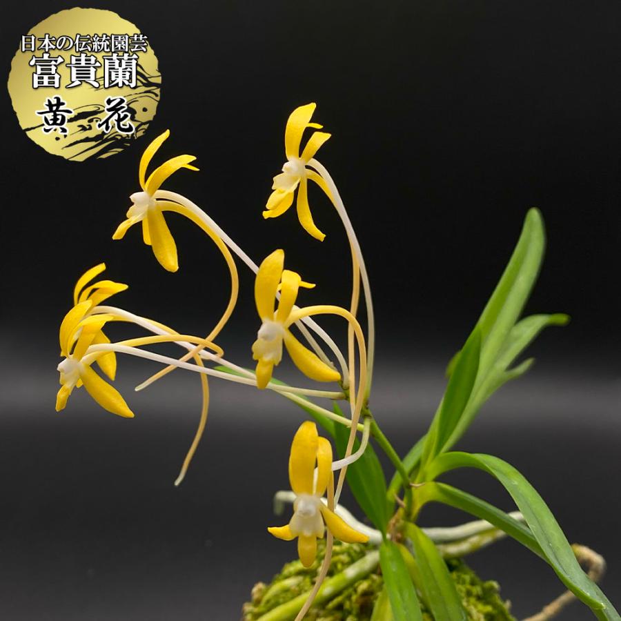 富貴蘭 黄花 3本体 きいばな 現品 T415 フウキラン フウラン : OKABE GREEN JewelryPlant - 通販 - Yahoo!ショッピング