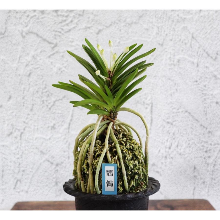 富貴蘭 鶺鴒 S17 フウキラン フウラン : fu-46 : OKABE GREEN JewelryPlant - 通販 - Yahoo!ショッピング