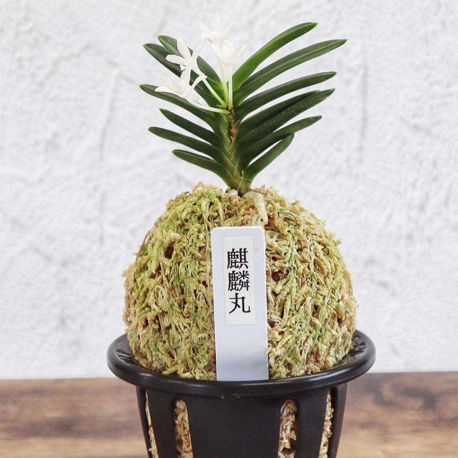 富貴蘭 麒麟丸 現品 S19 フウキラン フウラン : OKABE GREEN JewelryPlant - 通販 - Yahoo!ショッピング