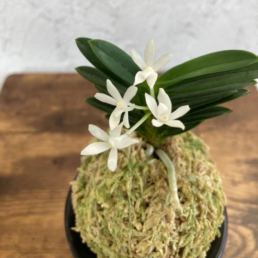 富貴蘭 麒麟丸 S19 フウキラン フウラン :fu-48:OKABE GREEN JewelryPlant - 通販 - Yahoo!ショッピング