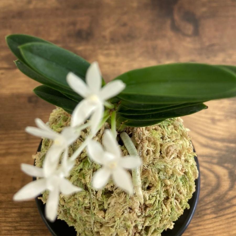 富貴蘭 麒麟丸 現品 S19 フウキラン フウラン : OKABE GREEN JewelryPlant - 通販 - Yahoo!ショッピング