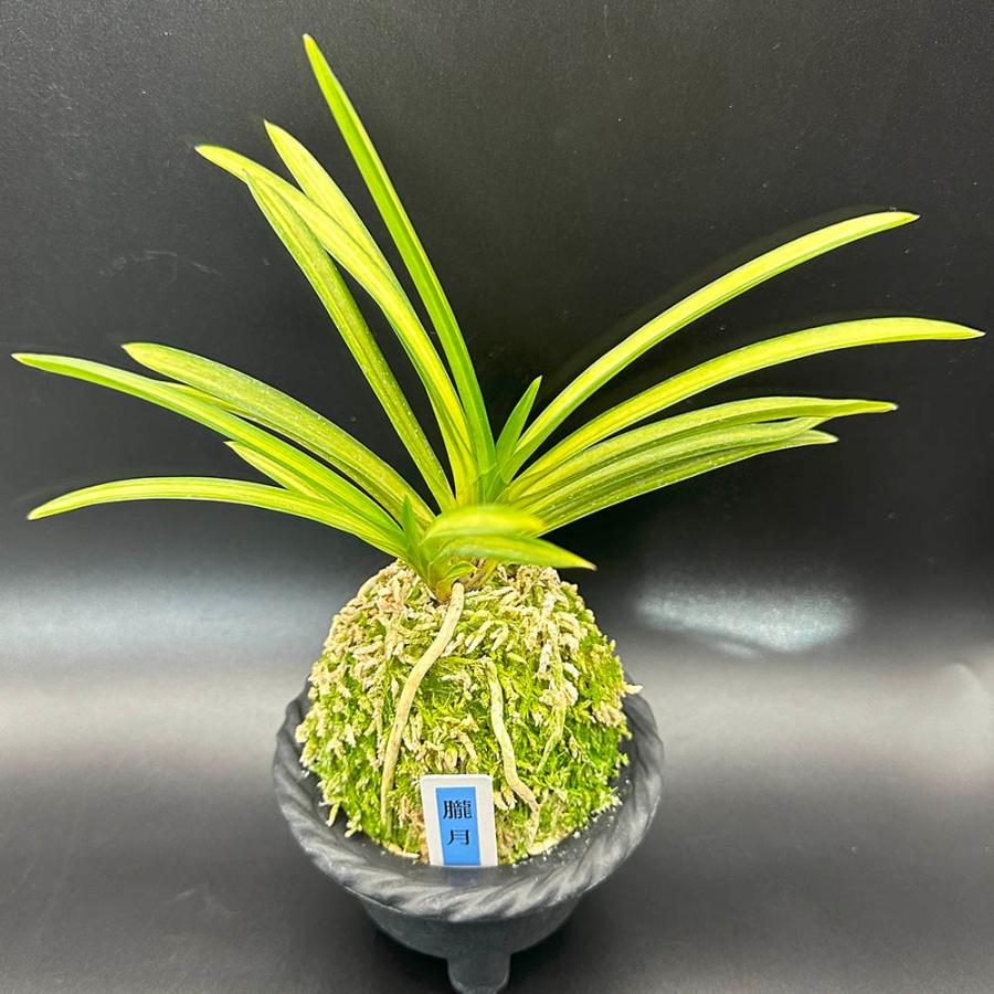 富貴蘭 風蘭 蘭 朧月 6本立 現品 S20 1870-B フウキラン フウラン 送料無料 : OKABE GREEN JewelryPlant - 通販 - Yahoo!ショッピング