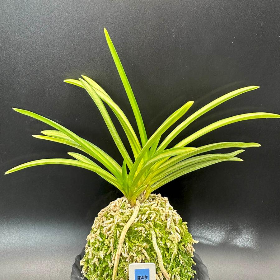 富貴蘭 風蘭 蘭 朧月 6本立 現品 S20 1870-B フウキラン フウラン 送料無料 : OKABE GREEN JewelryPlant - 通販 - Yahoo!ショッピング