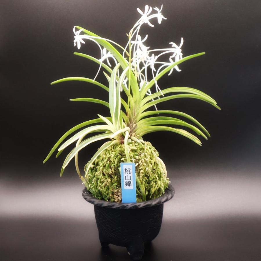 富貴蘭 桃山錦 現品 S22 フウキラン フウラン : OKABE GREEN JewelryPlant - 通販 - Yahoo!ショッピング