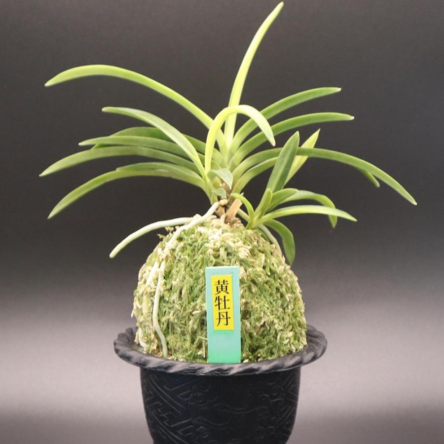 富貴蘭 黄牡丹 現品 S24 フウキラン フウラン : OKABE GREEN JewelryPlant - 通販 - Yahoo!ショッピング