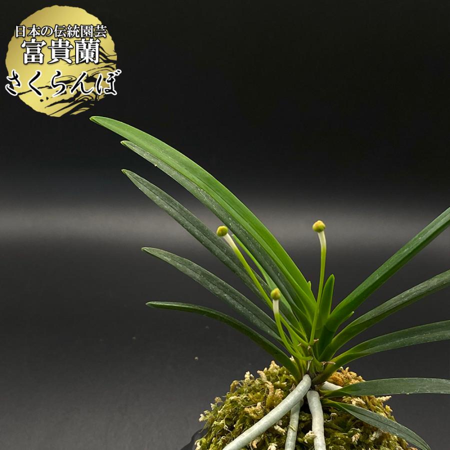 富貴蘭 さくらんぼ 2本立 現品 T247-A フウキラン フウラン 送料無料 : OKABE GREEN JewelryPlant - 通販 - Yahoo!ショッピング